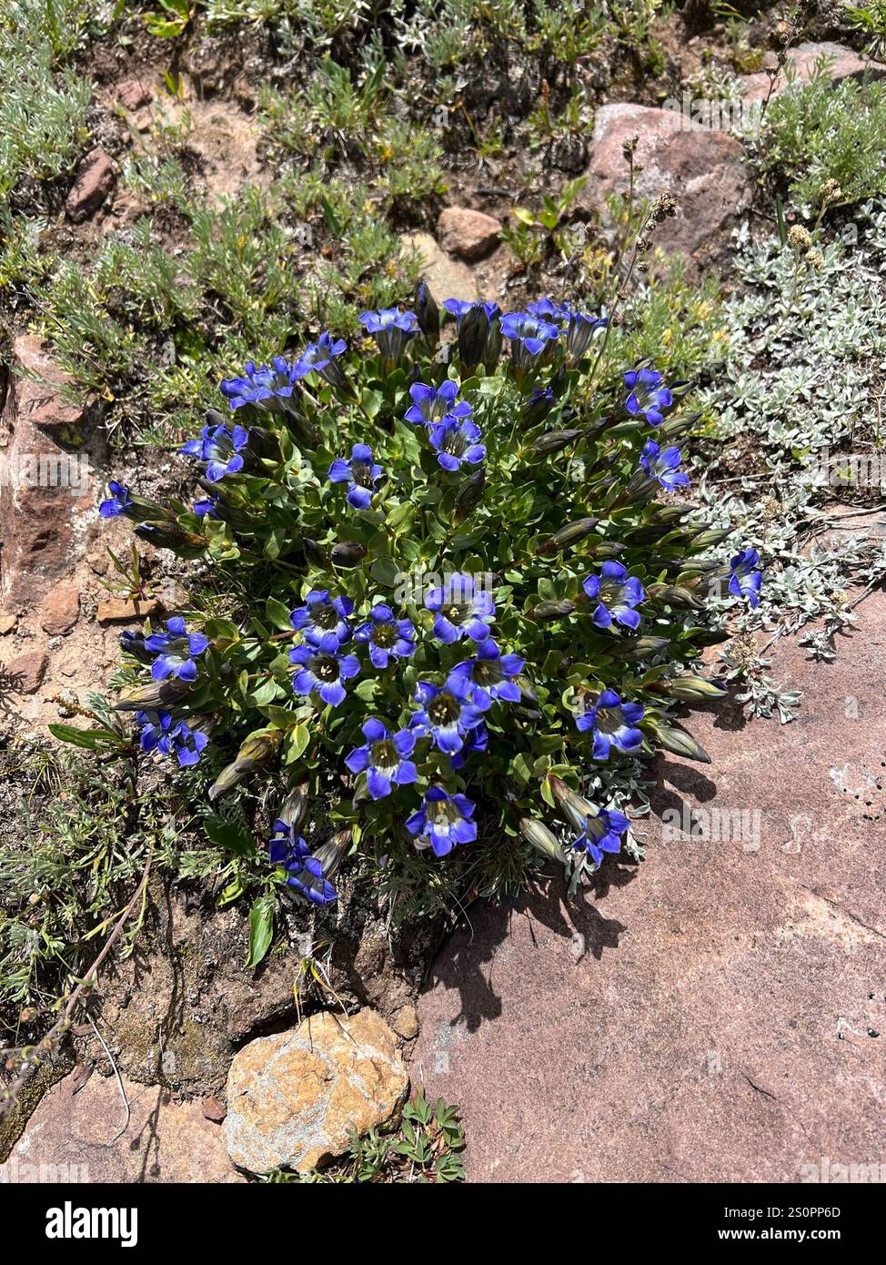 Mountain Bog Gentian (Gentiana calycosa Stock Photo - Alamy