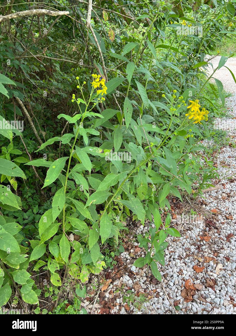 Wingstem (Verbesina alternifolia Stock Photo - Alamy