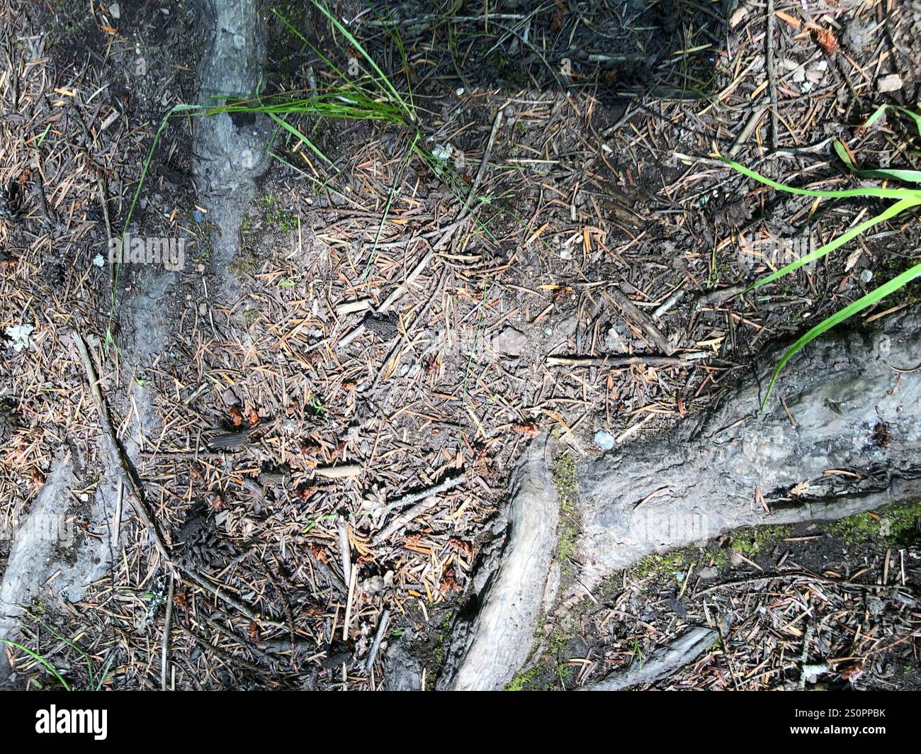 Western Toad (Anaxyrus boreas Stock Photo - Alamy