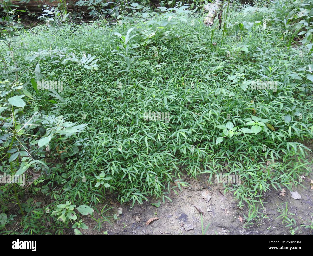 Japanese stiltgrass (Microstegium vimineum Stock Photo - Alamy