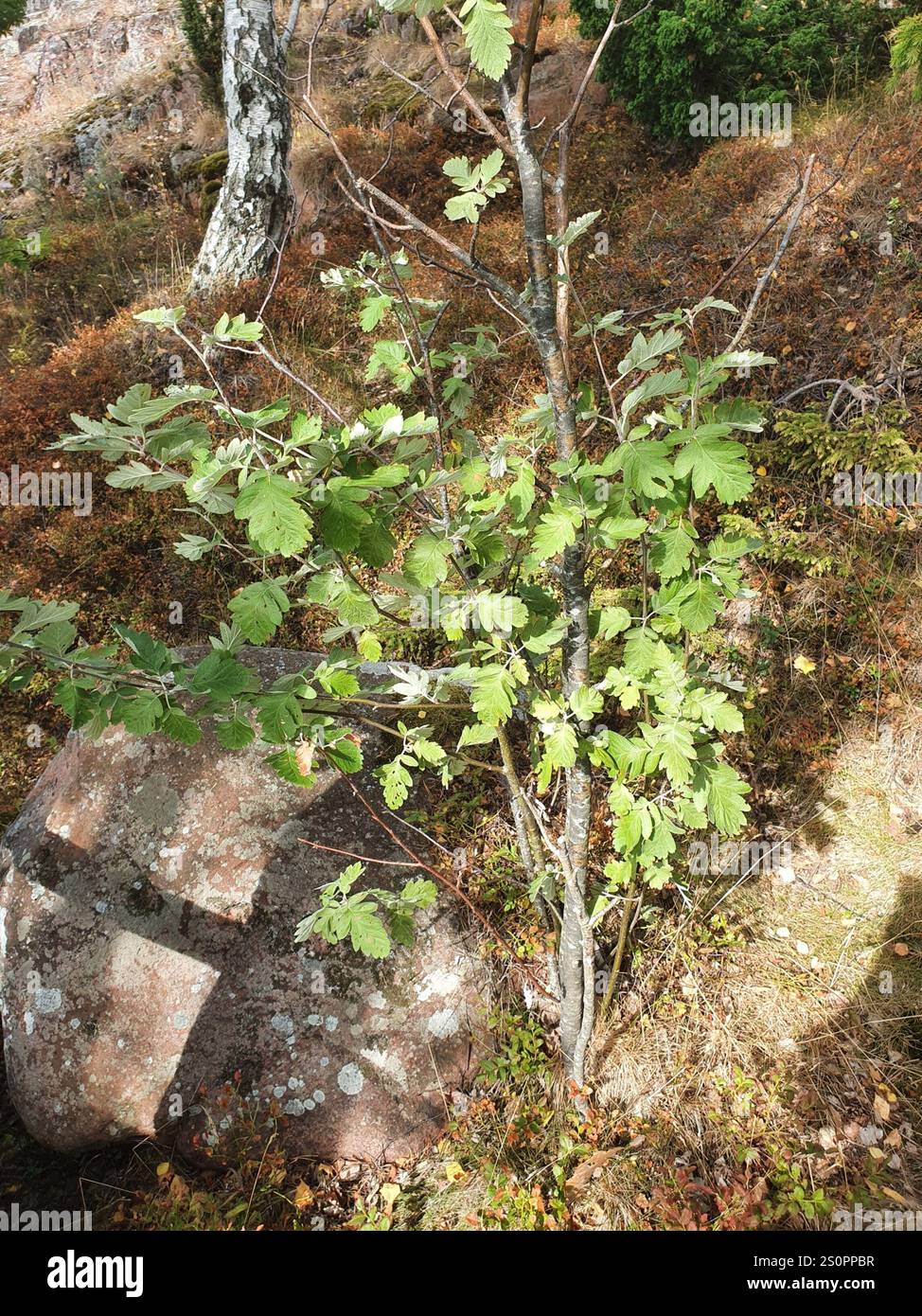 Swedish Service-tree (Hedlundia hybrida Stock Photo - Alamy