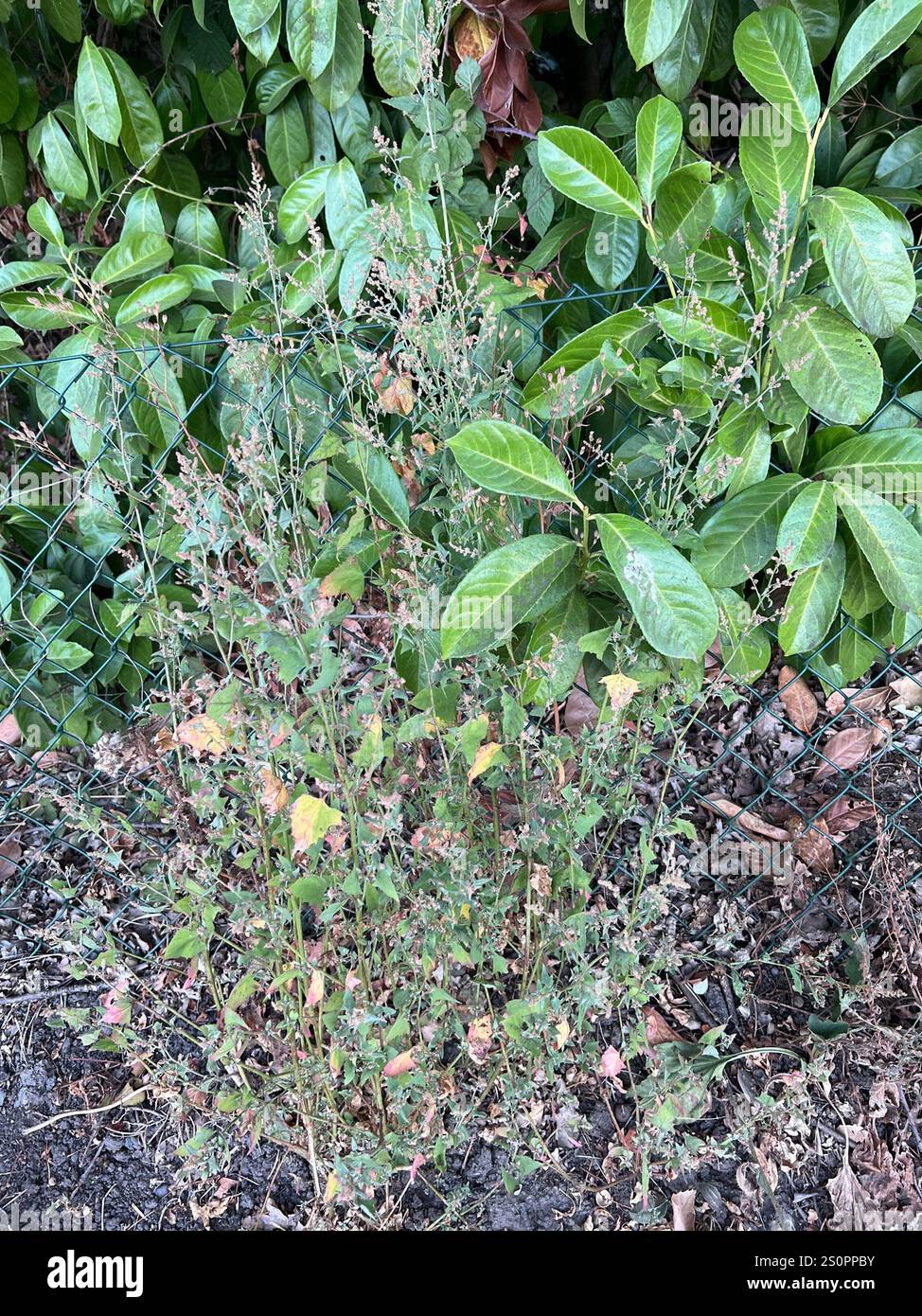 Common Orache (Atriplex patula Stock Photo - Alamy