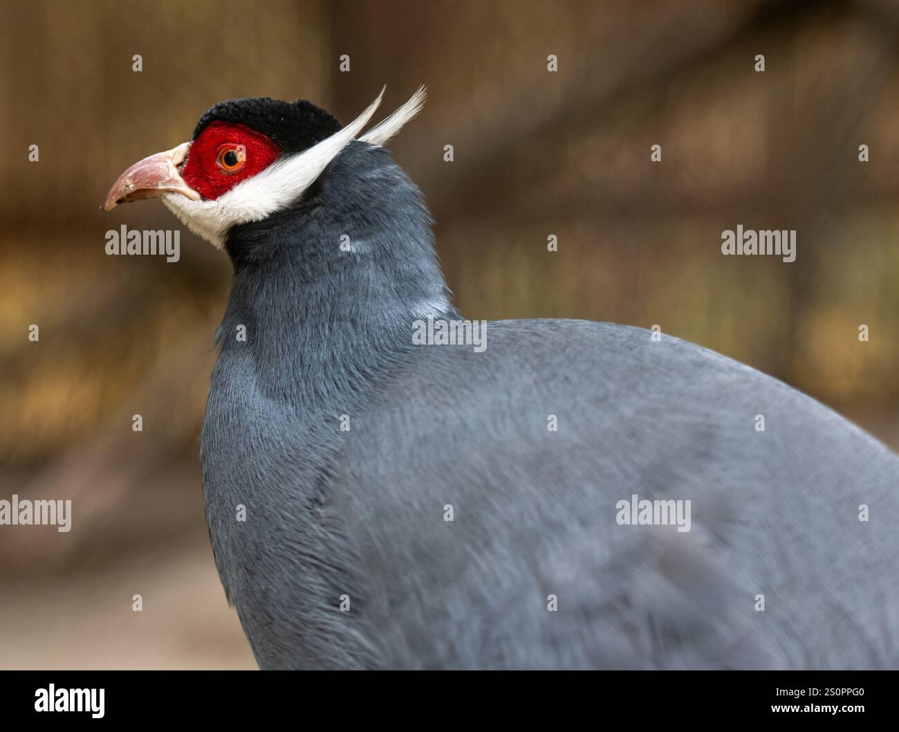 Blue-Eared Pheasant Resides In Zoo Stock Photo - Alamy