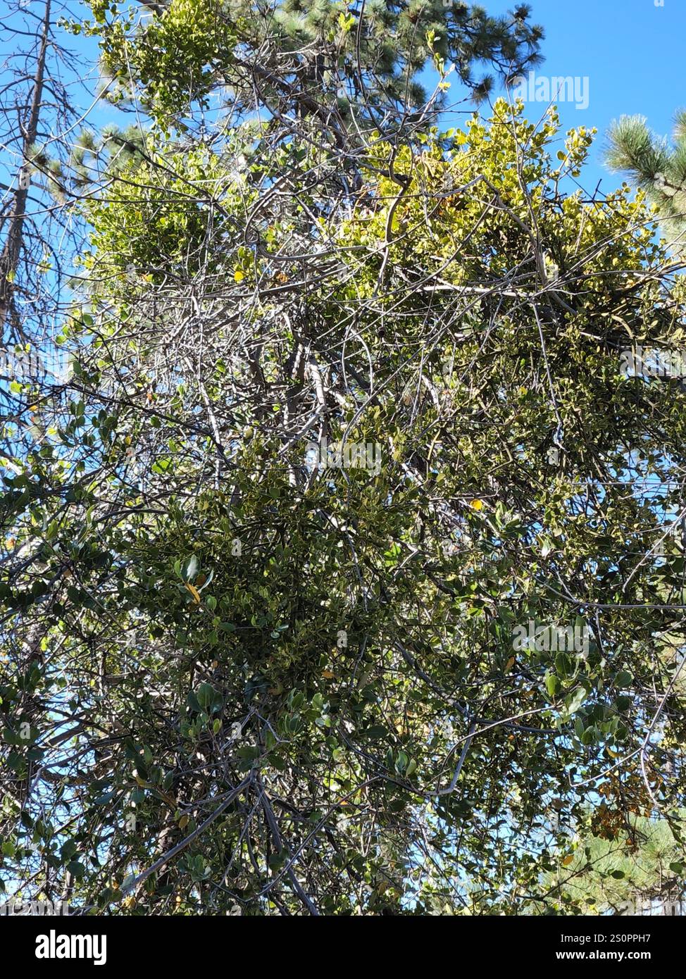 oak mistletoe (Phoradendron villosum Stock Photo - Alamy