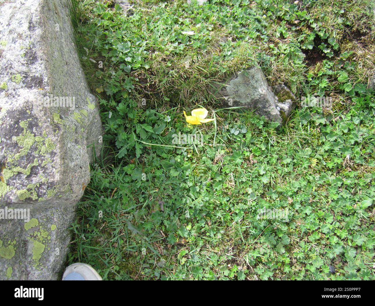 Ice Poppy (Oreomecon crocea Stock Photo - Alamy
