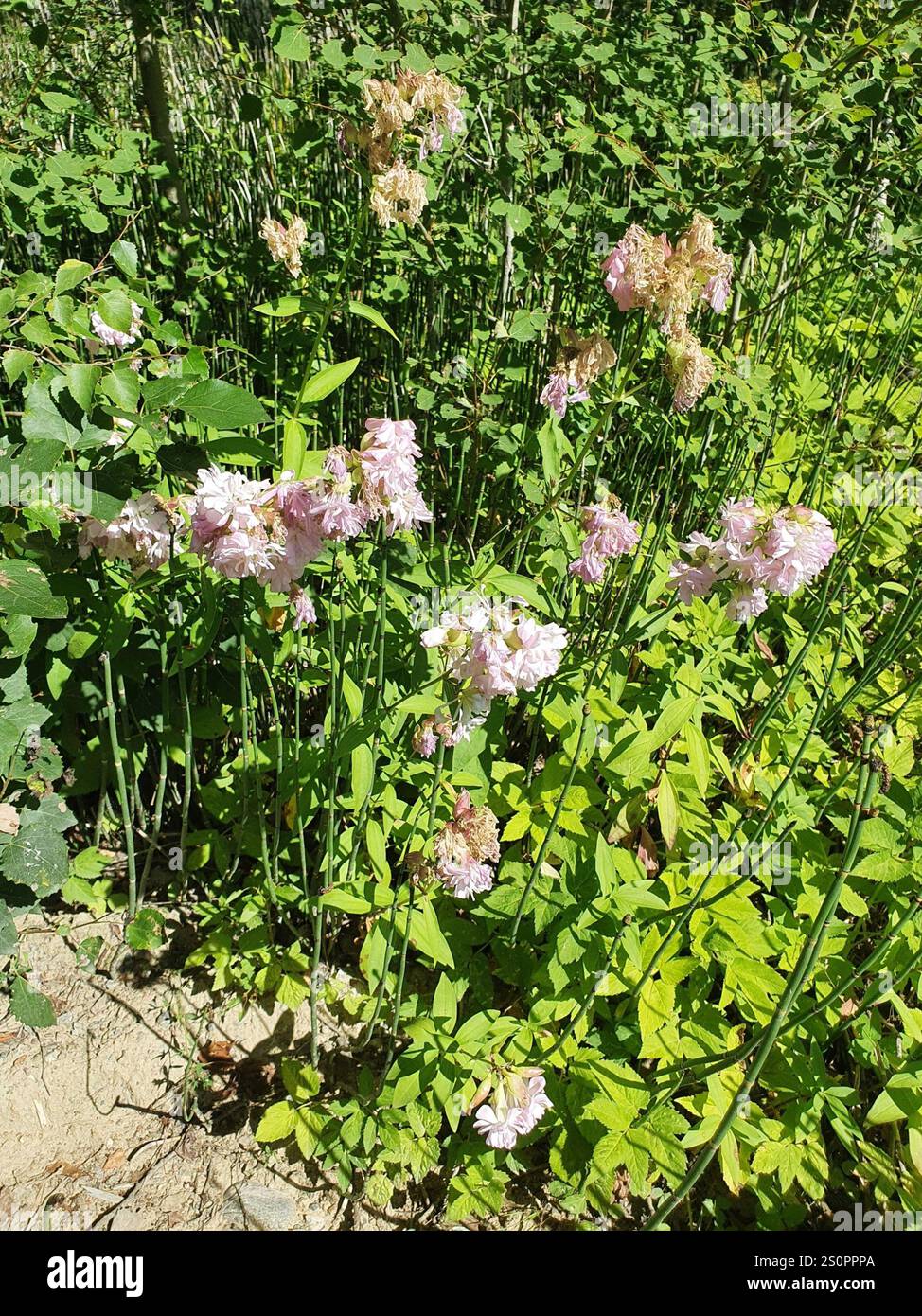 common soapwort (Saponaria officinalis Stock Photo - Alamy