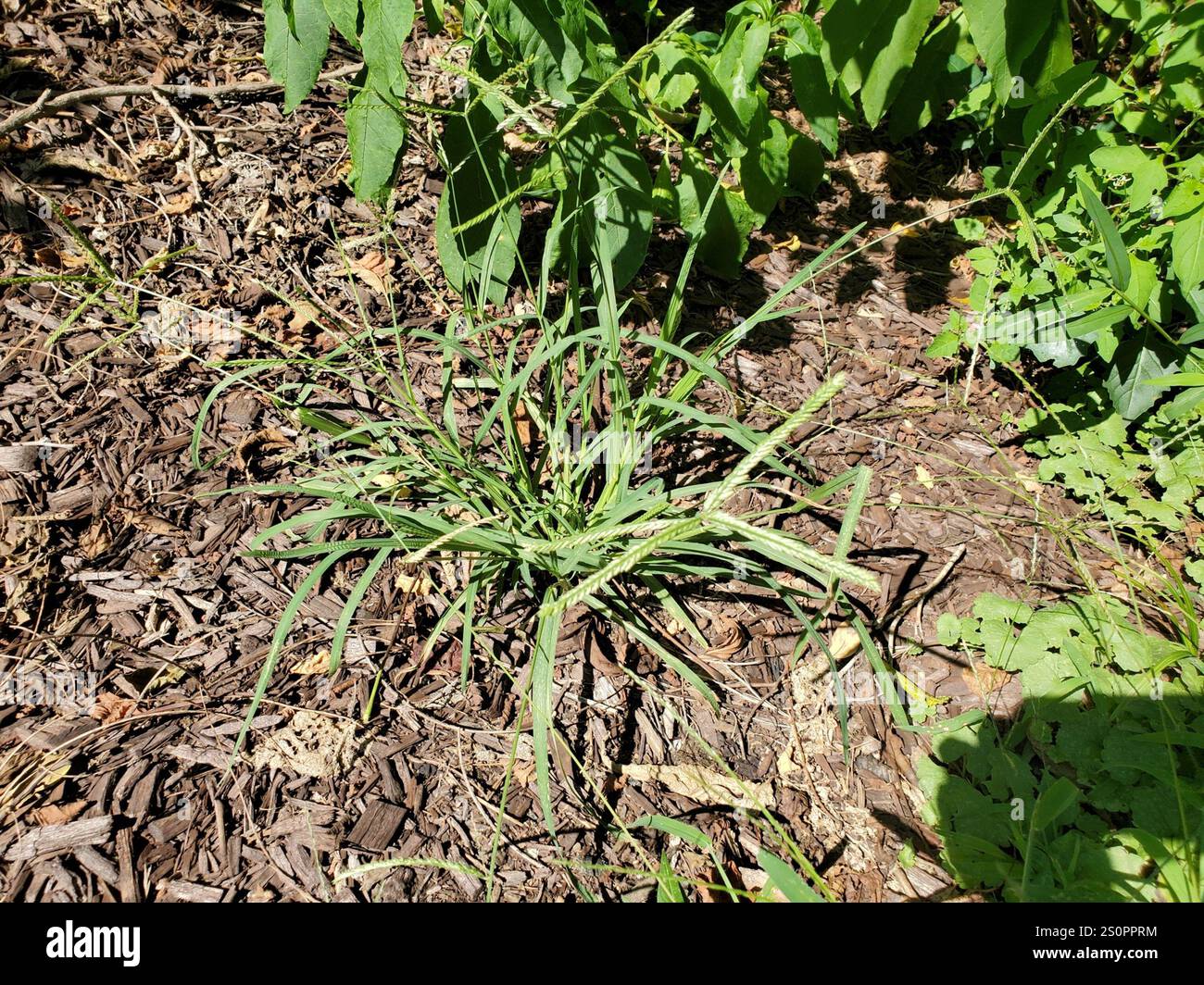 Goose Grass (Eleusine indica Stock Photo - Alamy