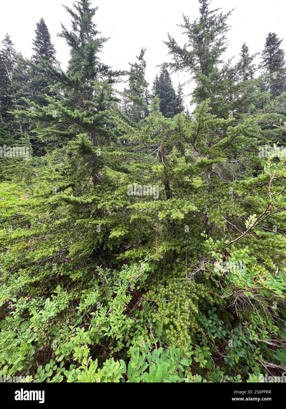 mountain hemlock (Tsuga mertensiana Stock Photo - Alamy
