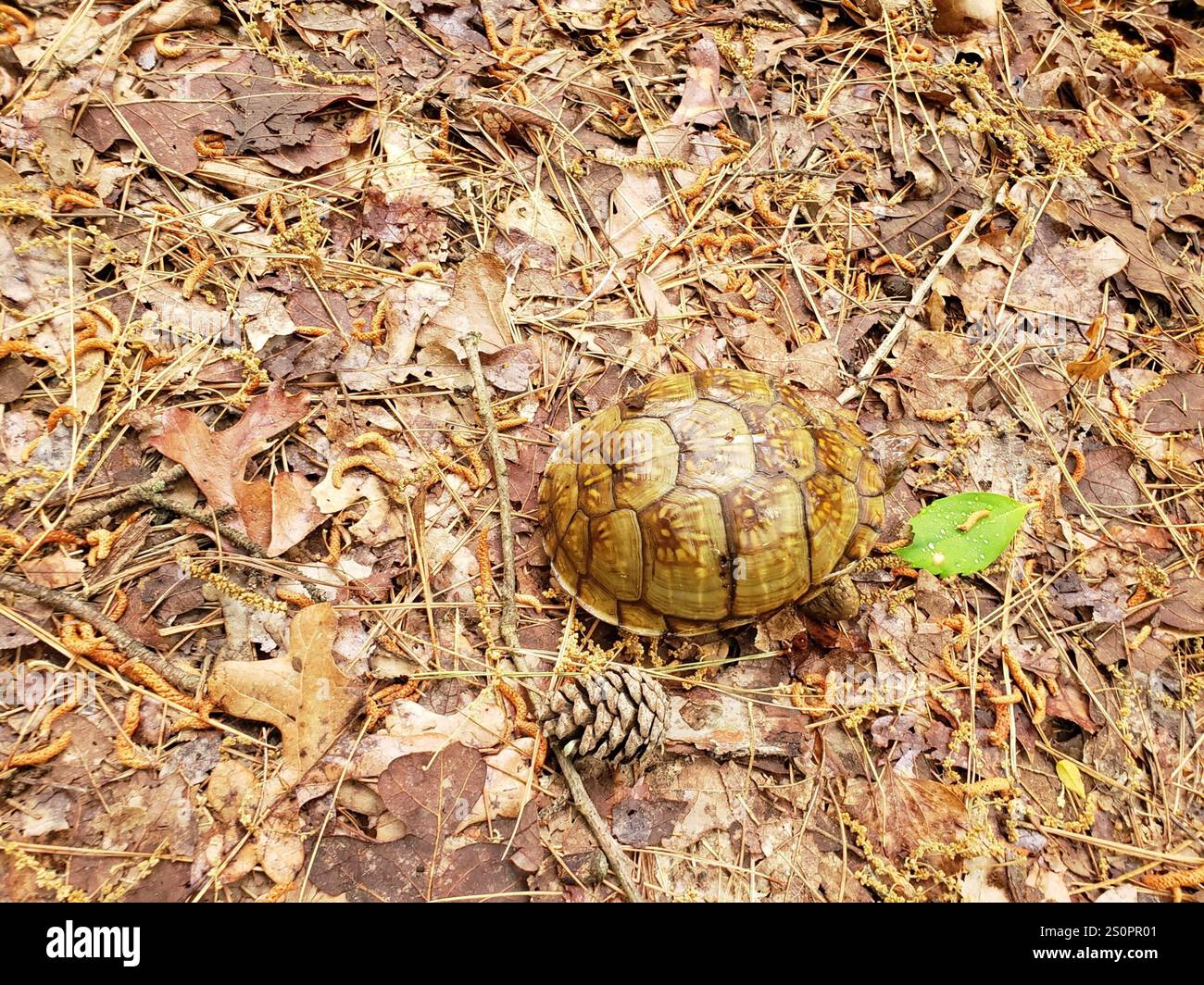 Three-toed Box Turtle (Terrapene triunguis Stock Photo - Alamy