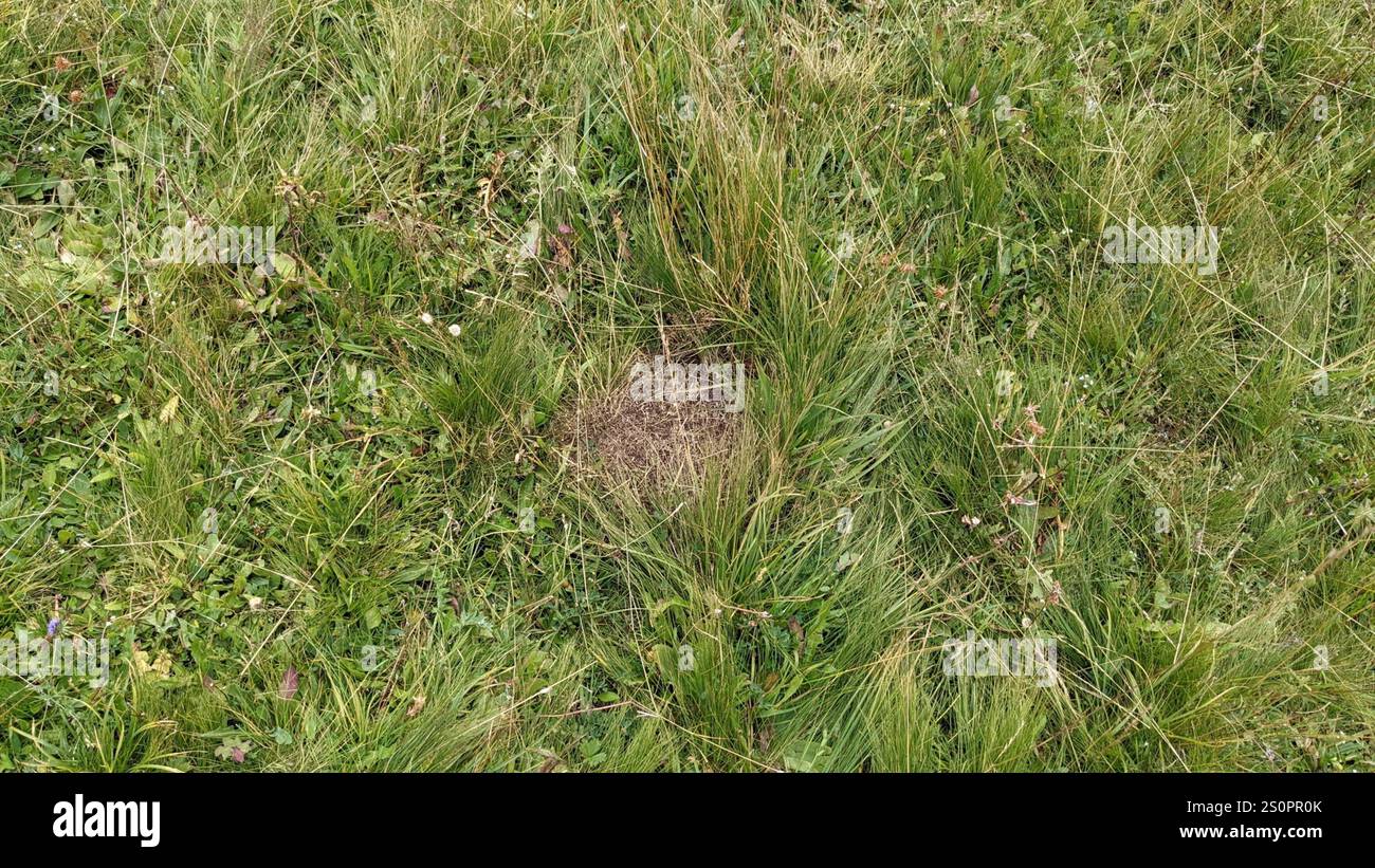 exsecta-group Wood and Mound Ants (Formica exsecta Stock Photo - Alamy