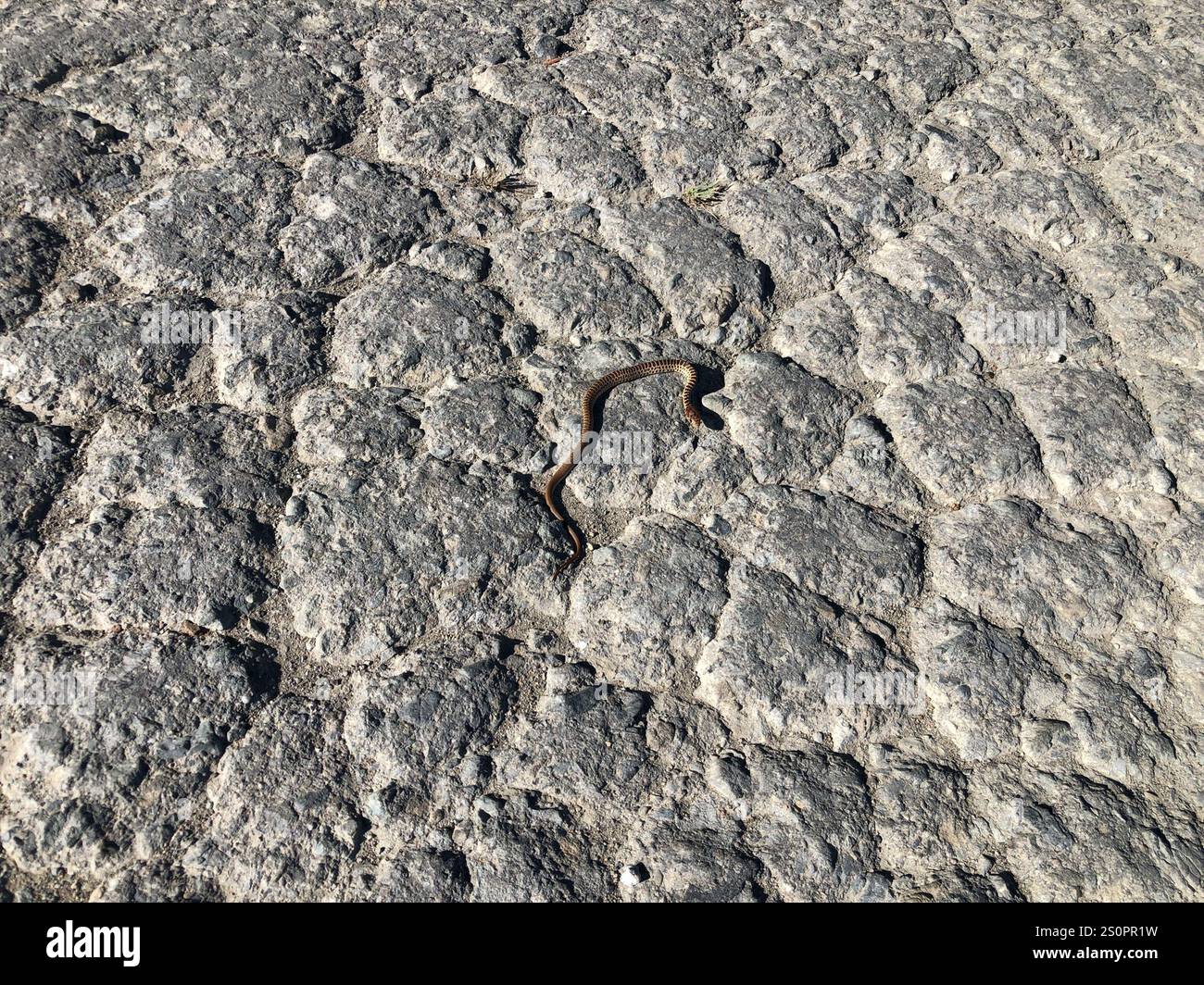 Western Yellow-bellied Racer (Coluber constrictor mormon Stock Photo ...
