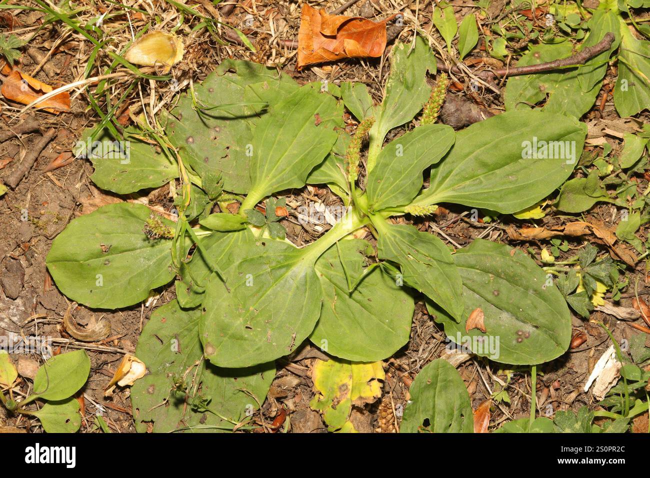 greater plantain (Plantago major Stock Photo - Alamy
