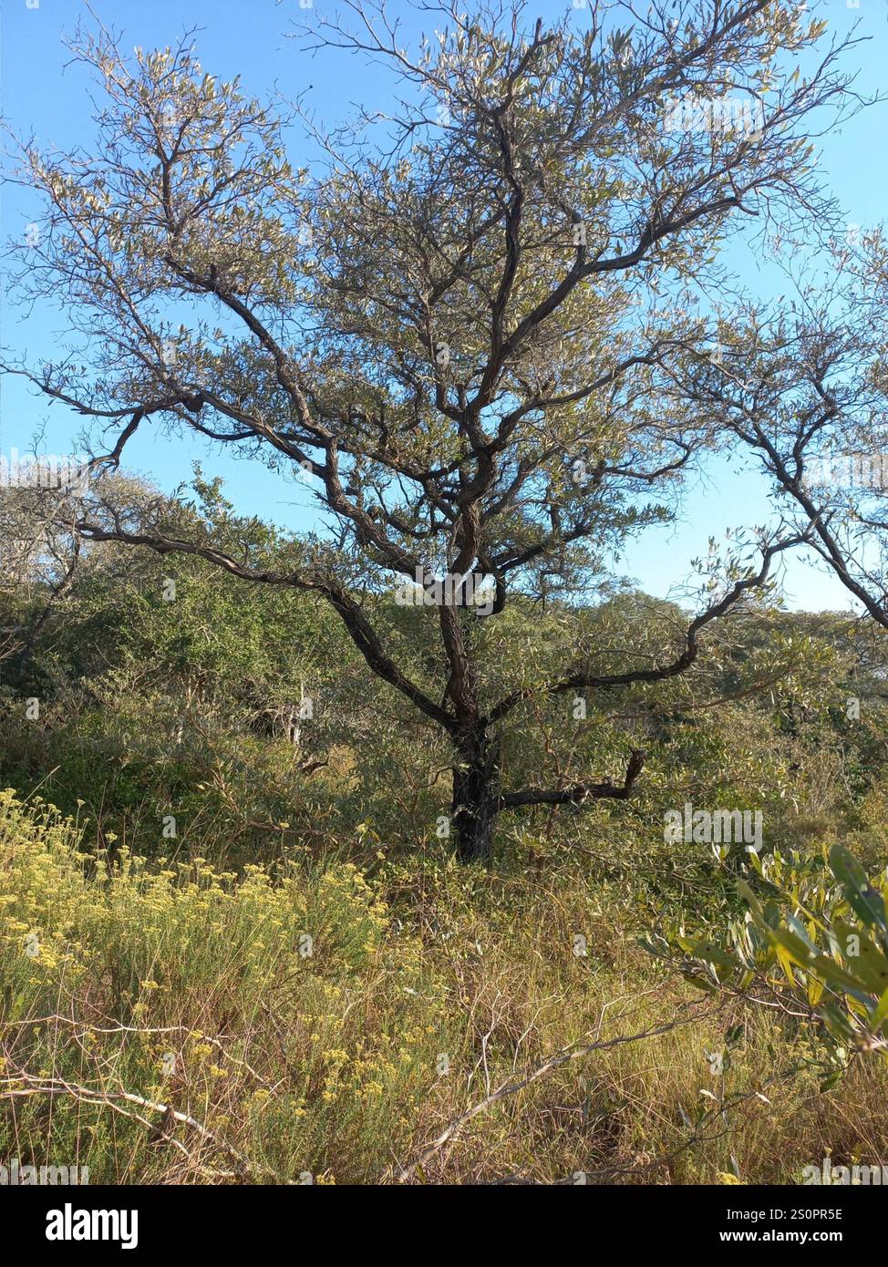 silver terminalia (Terminalia sericea Stock Photo - Alamy