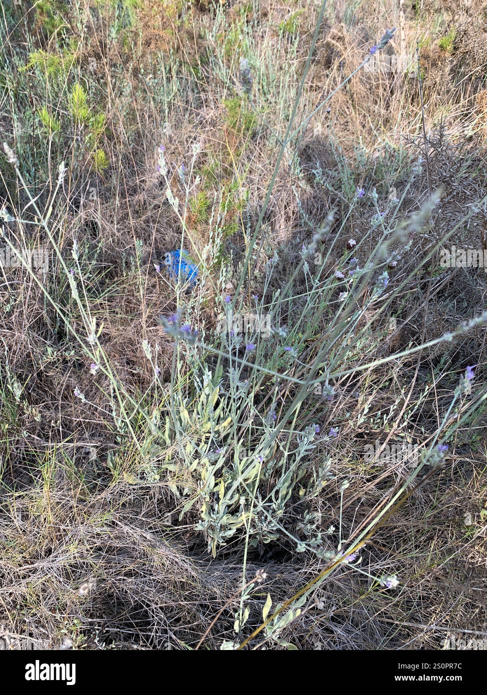 Spike lavender (Lavandula latifolia Stock Photo - Alamy