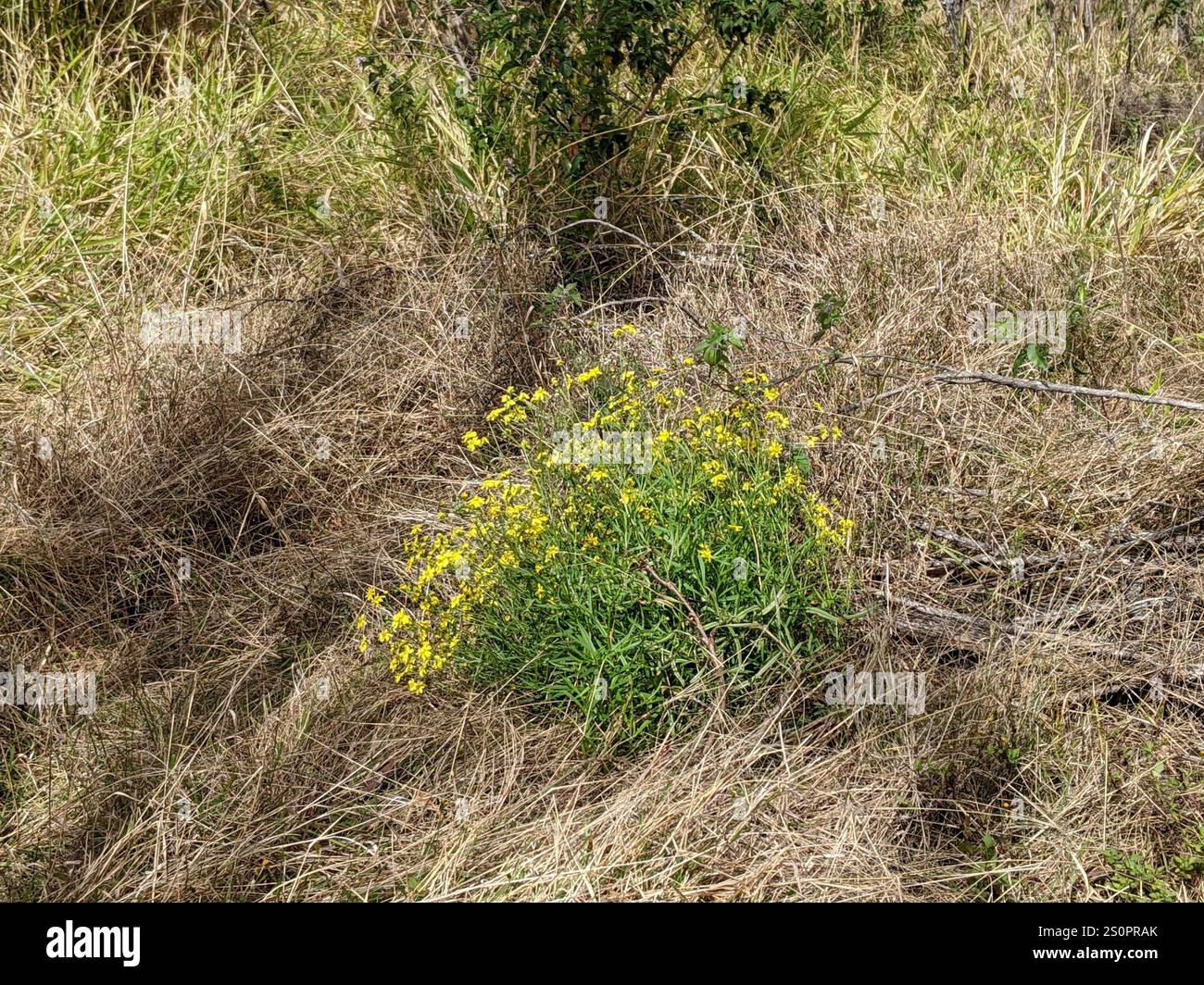 Madagascar Ragwort (Senecio madagascariensis Stock Photo - Alamy