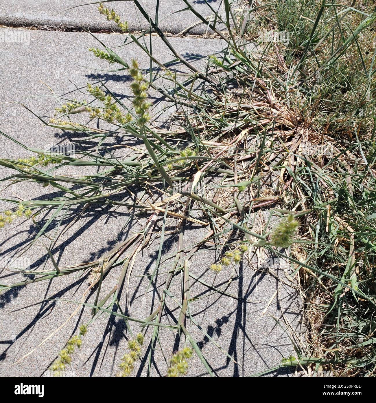 mat sandbur (Cenchrus longispinus Stock Photo - Alamy