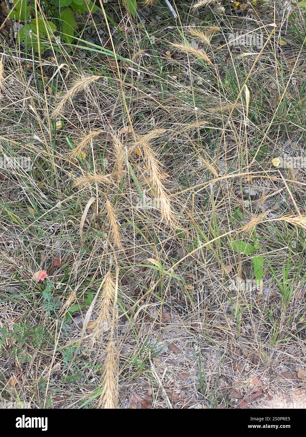 Canada wild rye (Elymus canadensis Stock Photo - Alamy