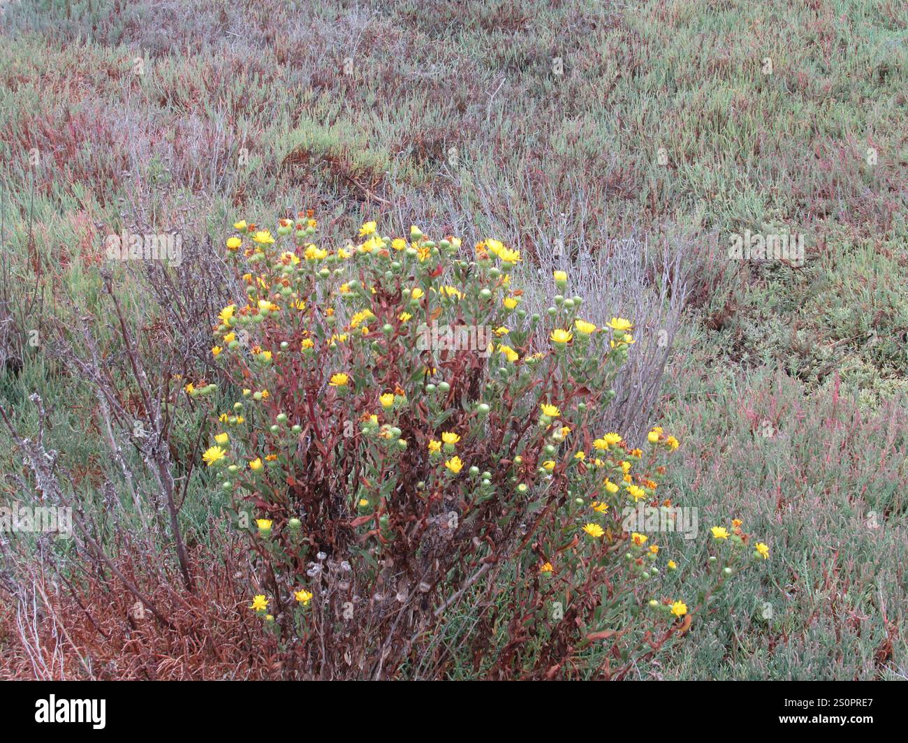 marsh gumplant (Grindelia stricta angustifolia Stock Photo - Alamy