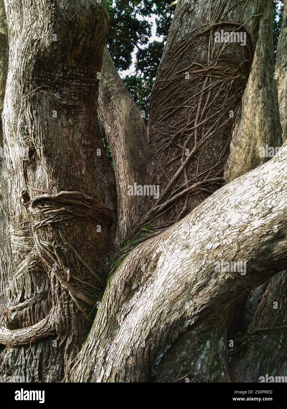 Twisted around trunk hi-res stock photography and images - Alamy