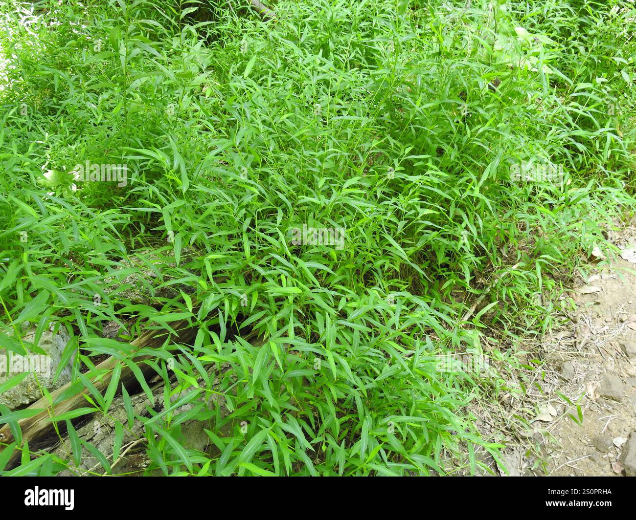 Japanese stiltgrass (Microstegium vimineum Stock Photo - Alamy