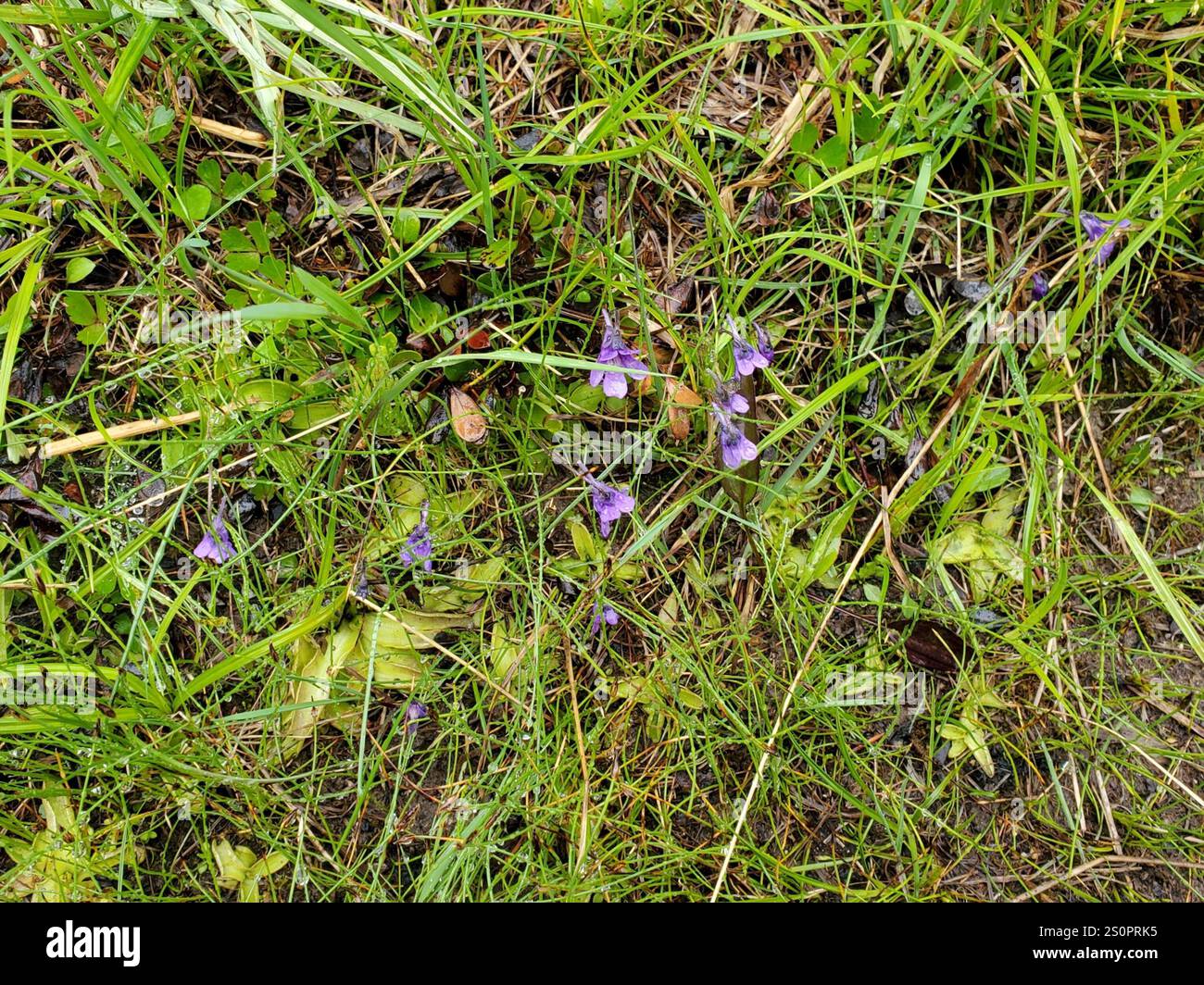 Common Butterwort (Pinguicula vulgaris Stock Photo - Alamy