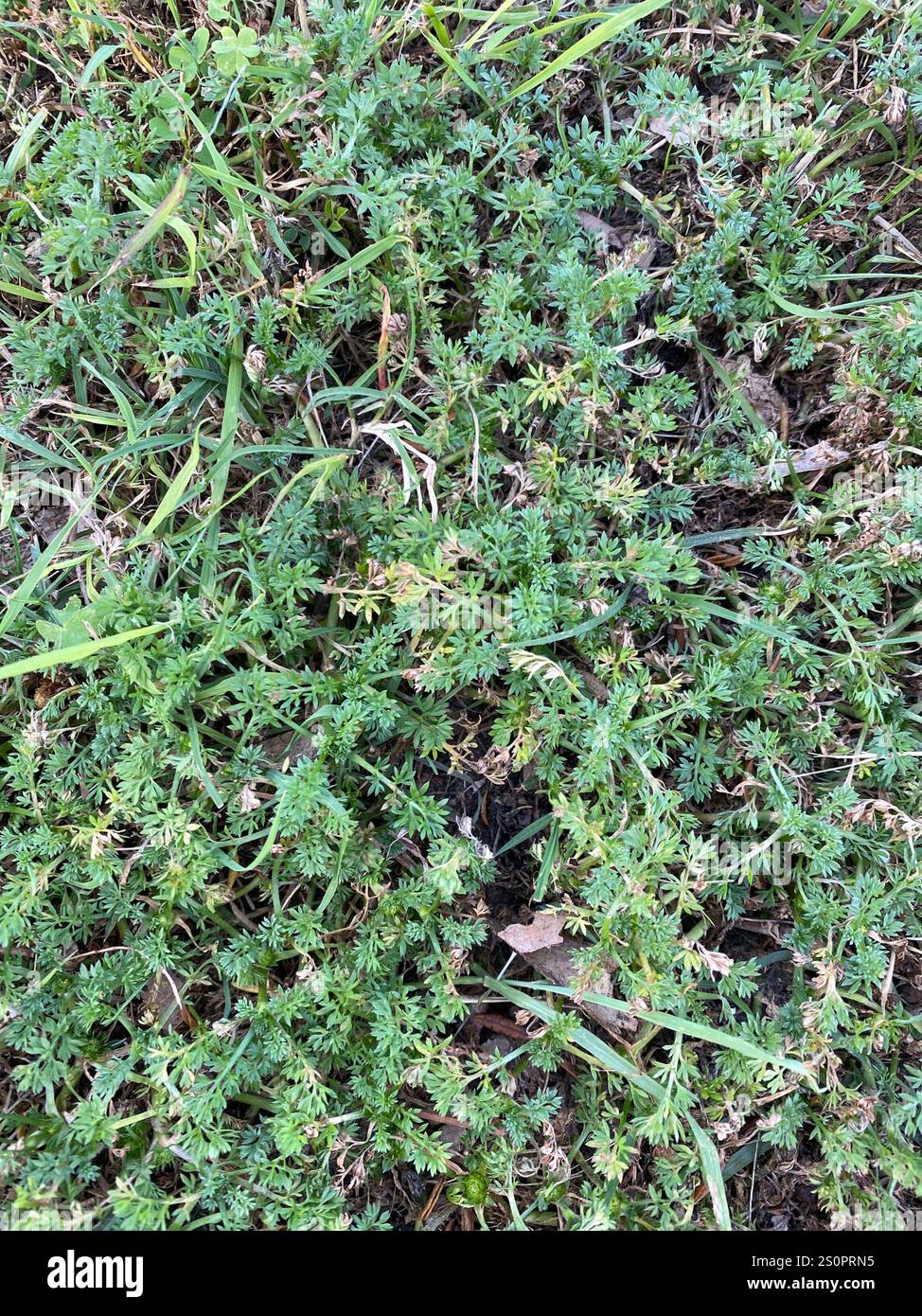 common soliva (Soliva sessilis Stock Photo - Alamy