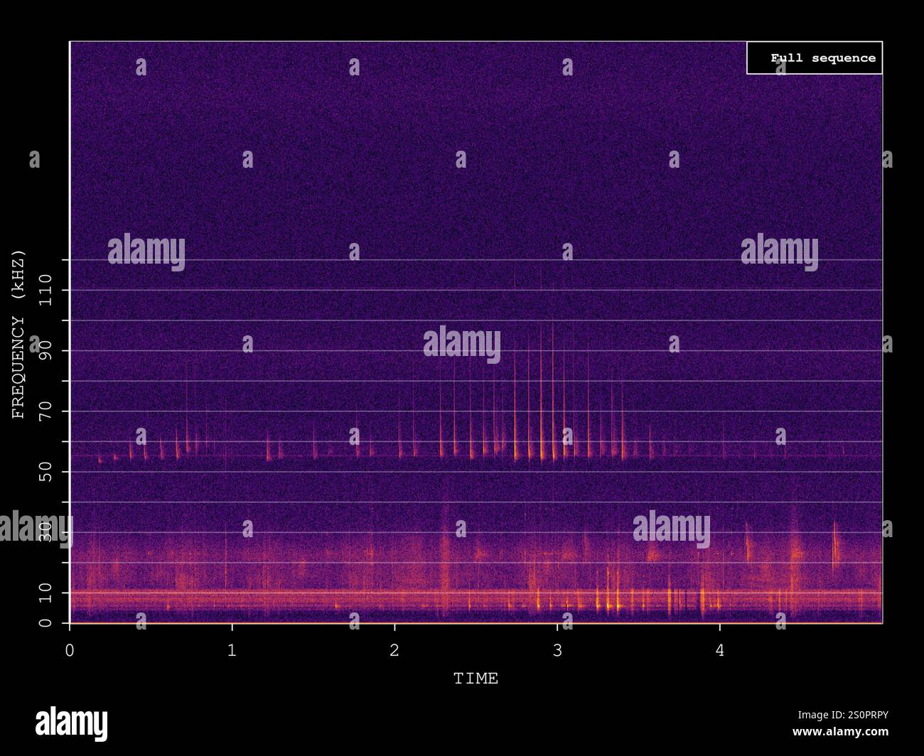Pygmy Pipistrelle (Pipistrellus pygmaeus Stock Photo - Alamy