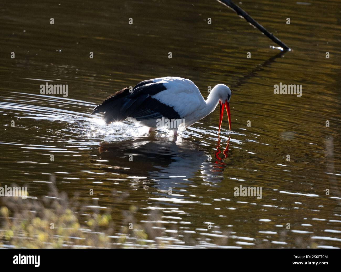 Stork stands in shallow water hi-res stock photography and images - Alamy