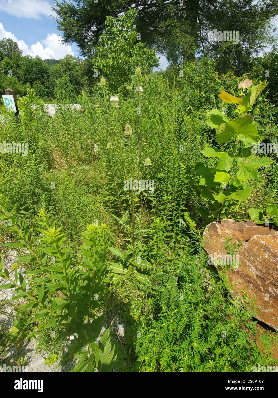 cutleaf teasel (Dipsacus laciniatus Stock Photo - Alamy