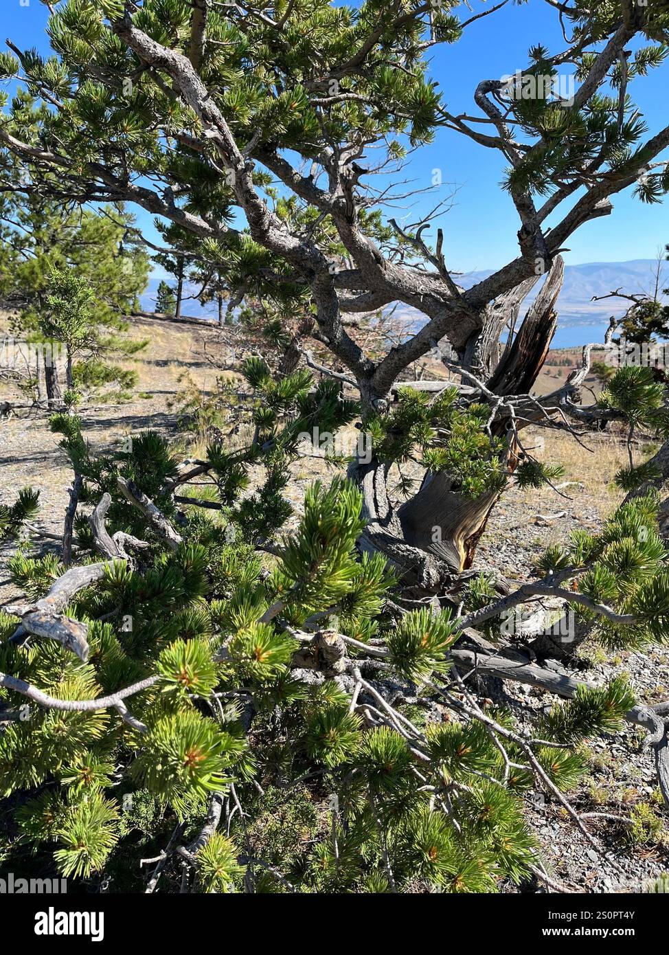 limber pine (Pinus flexilis Stock Photo - Alamy