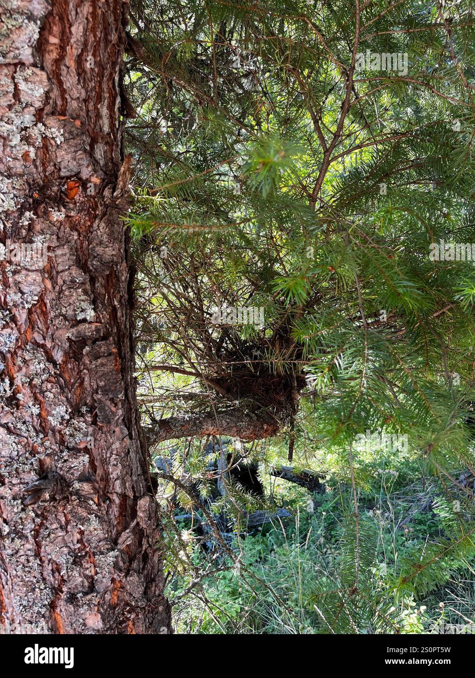 spruce witch's broom rust (Chrysomyxa arctostaphyli Stock Photo - Alamy
