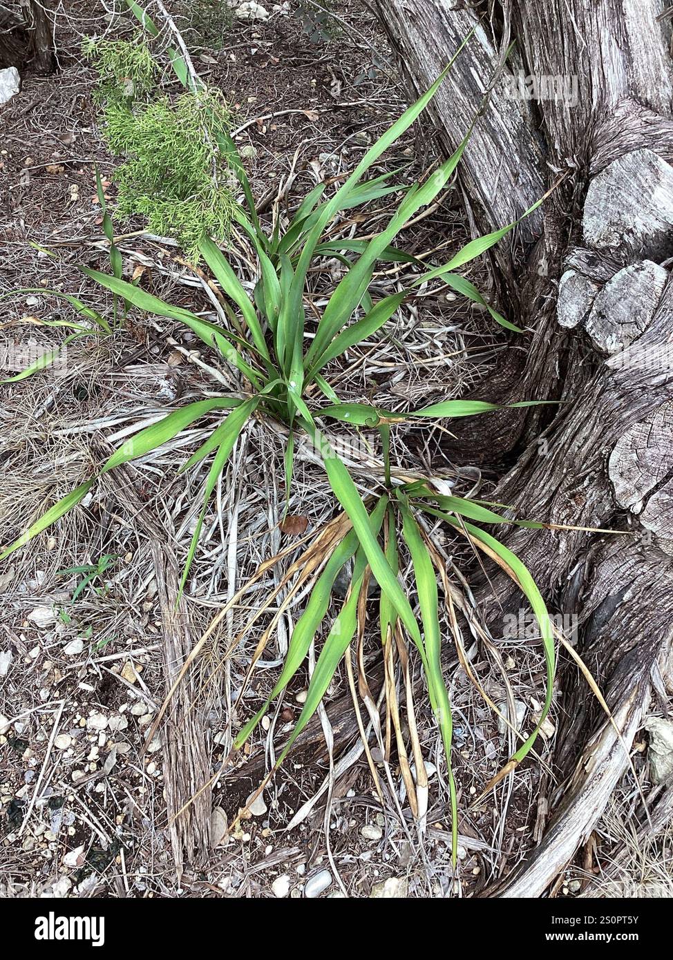 Twisted-leaf Yucca (Yucca rupicola Stock Photo - Alamy