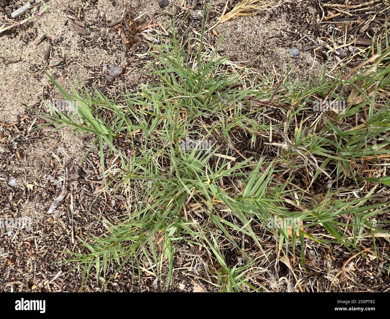 Bermuda grass (Cynodon dactylon Stock Photo - Alamy