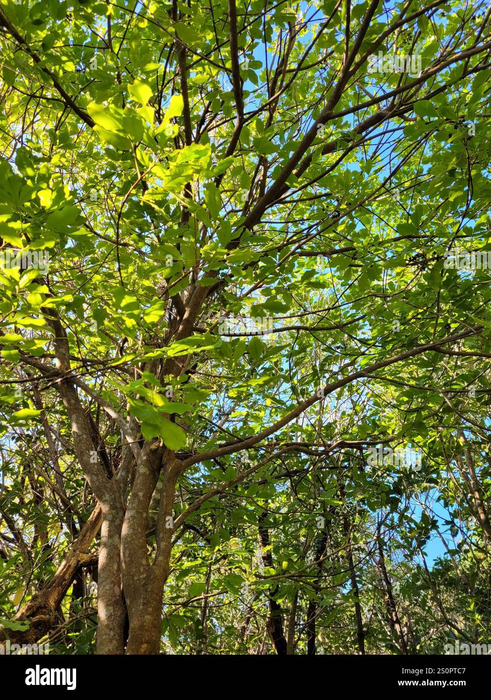 Wharangi (Melicope ternata Stock Photo - Alamy