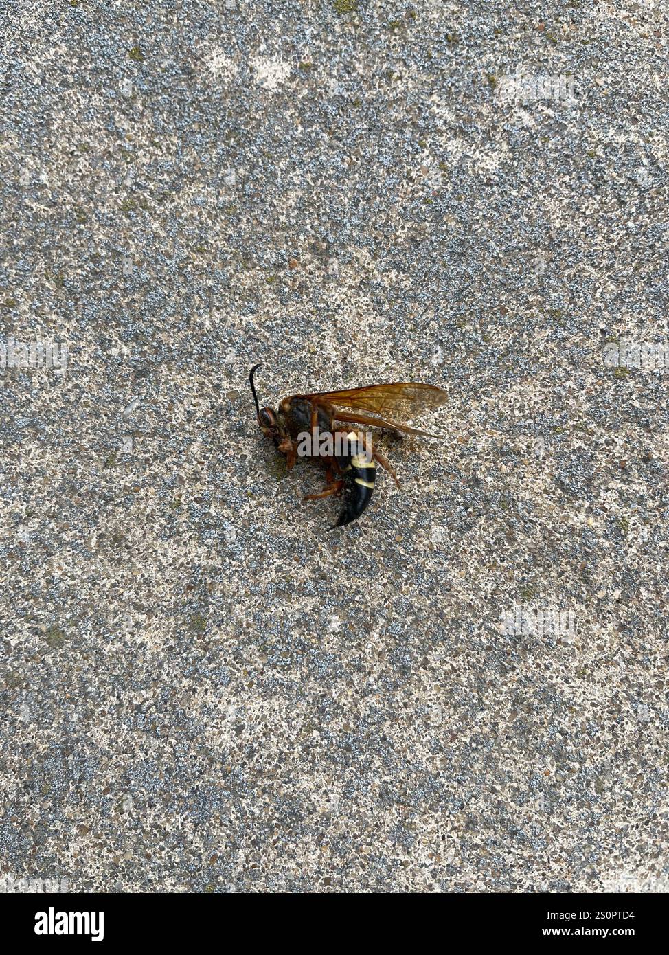 Eastern Cicada-killer Wasp (Sphecius speciosus Stock Photo - Alamy