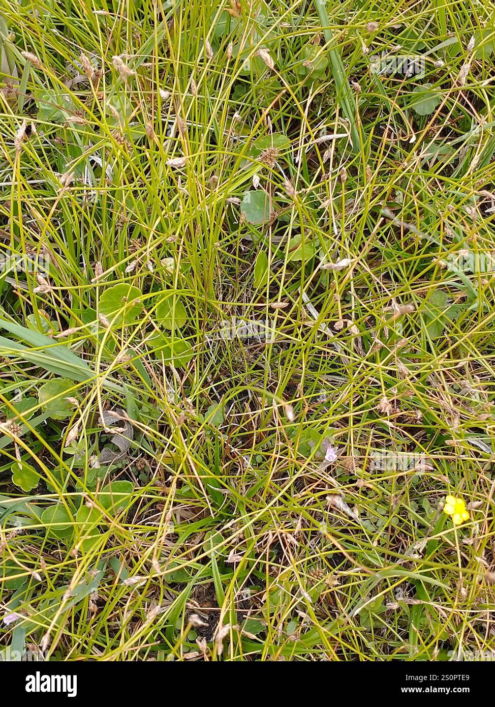 Many-stalked Spike-rush (Eleocharis multicaulis Stock Photo - Alamy