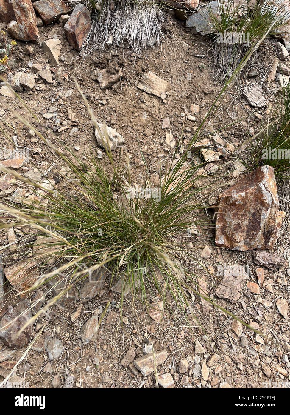 western needle grass (Eriocoma occidentalis occidentalis Stock Photo ...