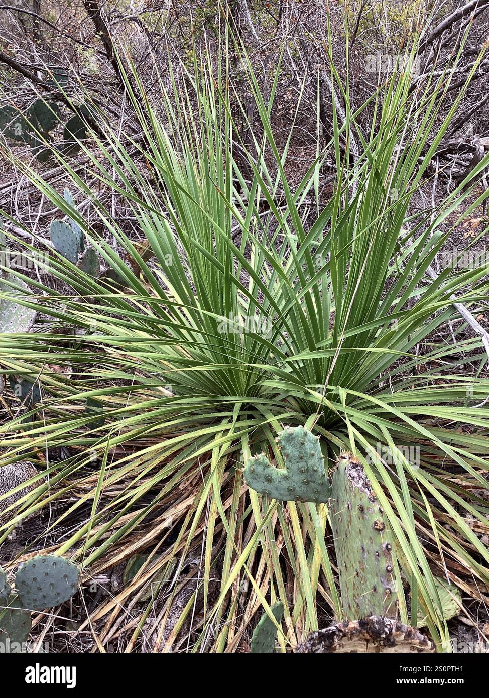 Texas sotol (Dasylirion texanum Stock Photo - Alamy