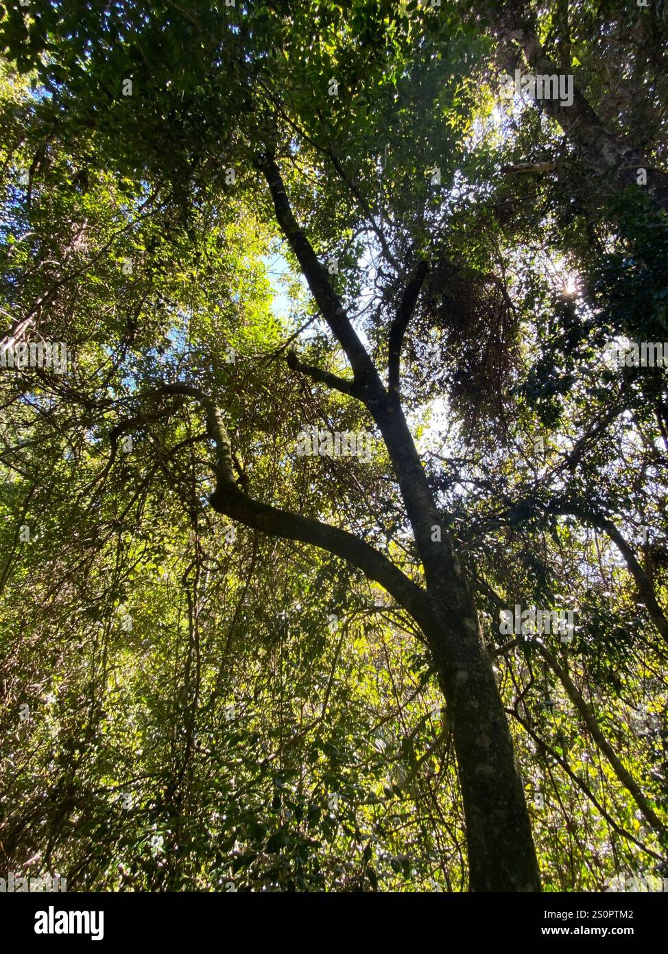 Australian Olive (Olea paniculata Stock Photo - Alamy