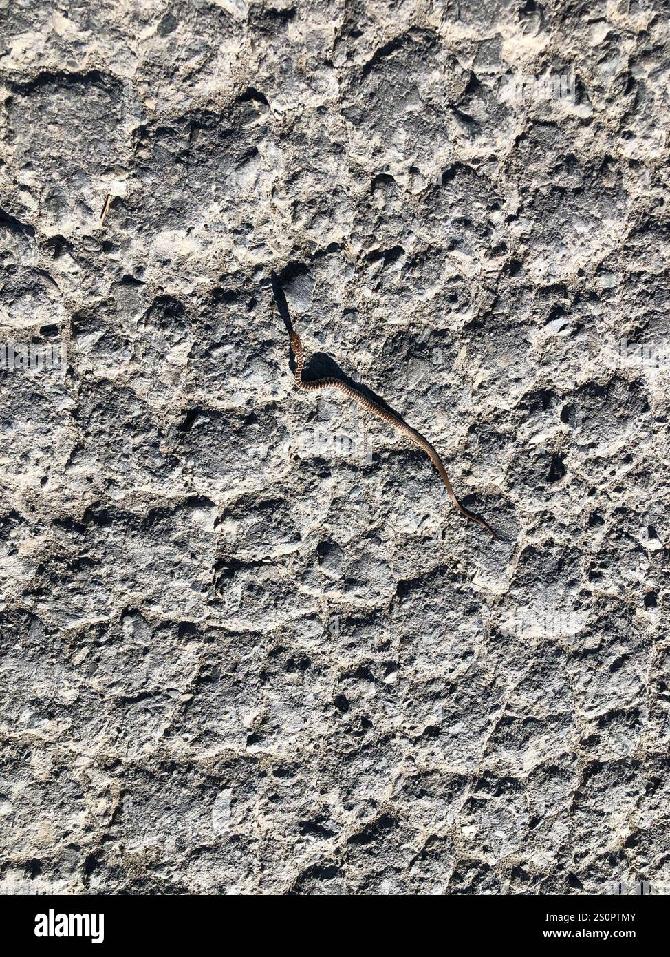 Western Yellow-bellied Racer (Coluber constrictor mormon Stock Photo ...