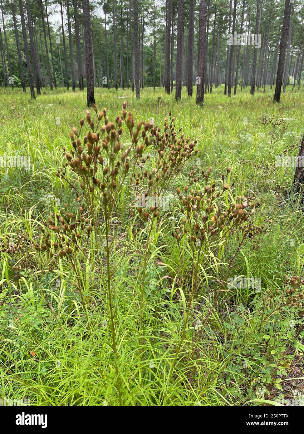 Narrow Leaf Ironweed (Vernonia angustifolia Stock Photo - Alamy