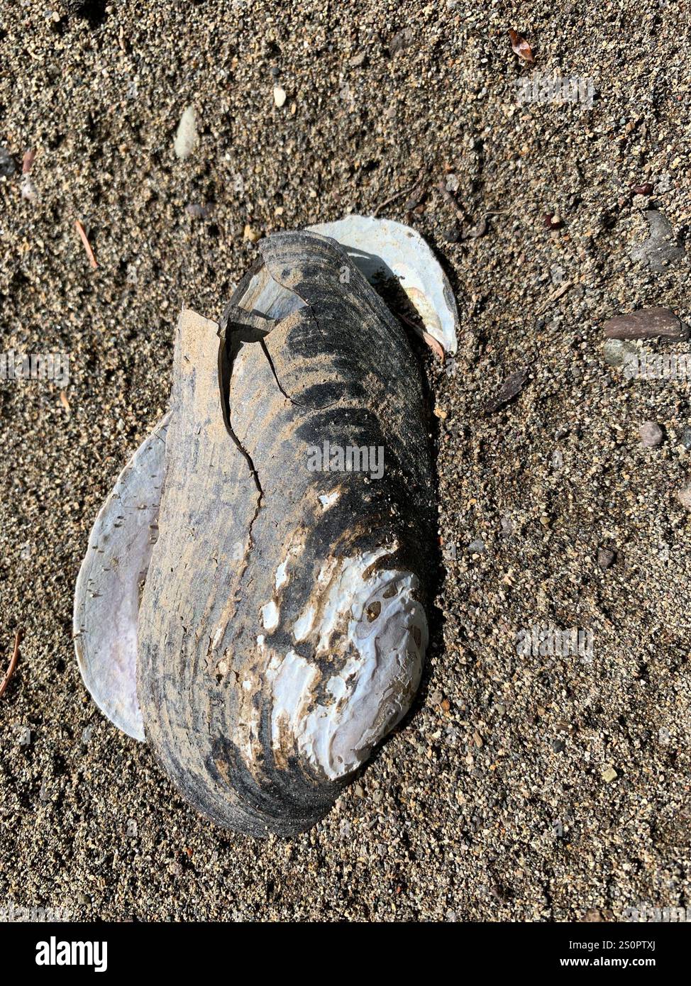 Western Pearlshell (Margaritifera falcata Stock Photo - Alamy