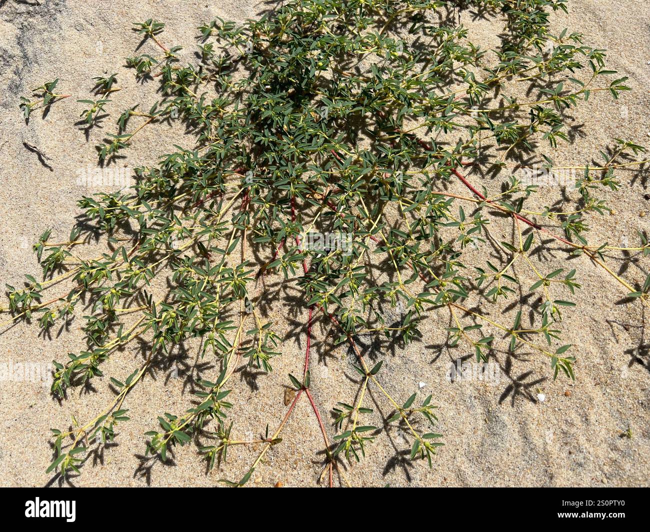 seaside sandmat (Euphorbia polygonifolia Stock Photo - Alamy