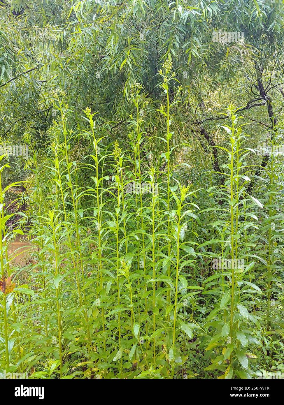 American burnweed (Erechtites hieraciifolius Stock Photo - Alamy