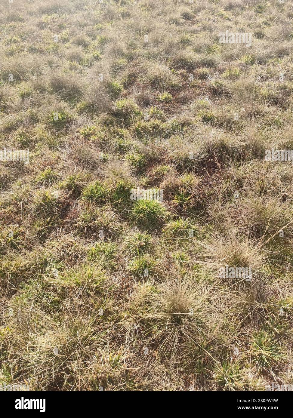 Creeping Wire Vine (Muehlenbeckia axillaris Stock Photo - Alamy