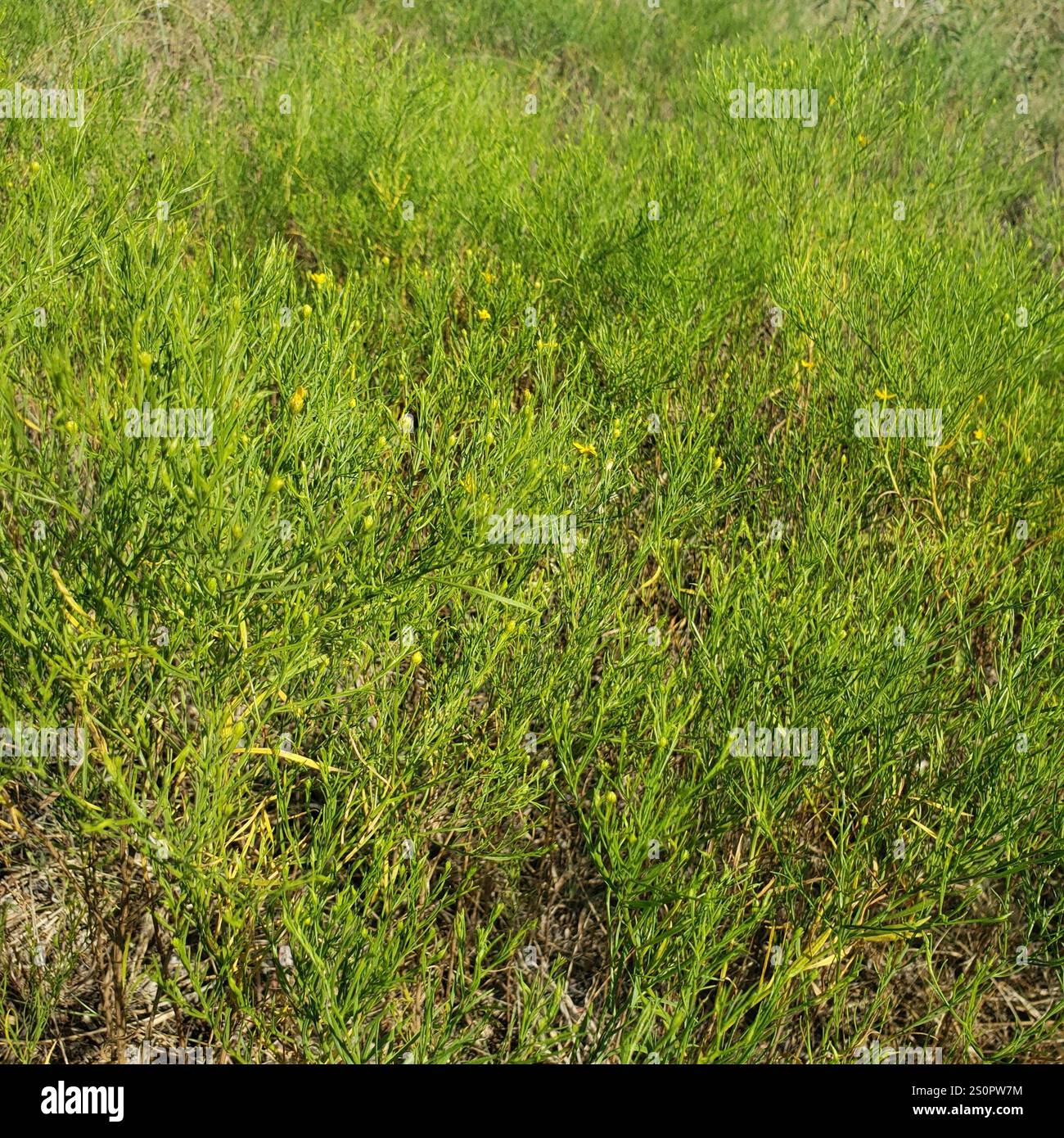 prairie broomweed (Amphiachyris dracunculoides Stock Photo - Alamy