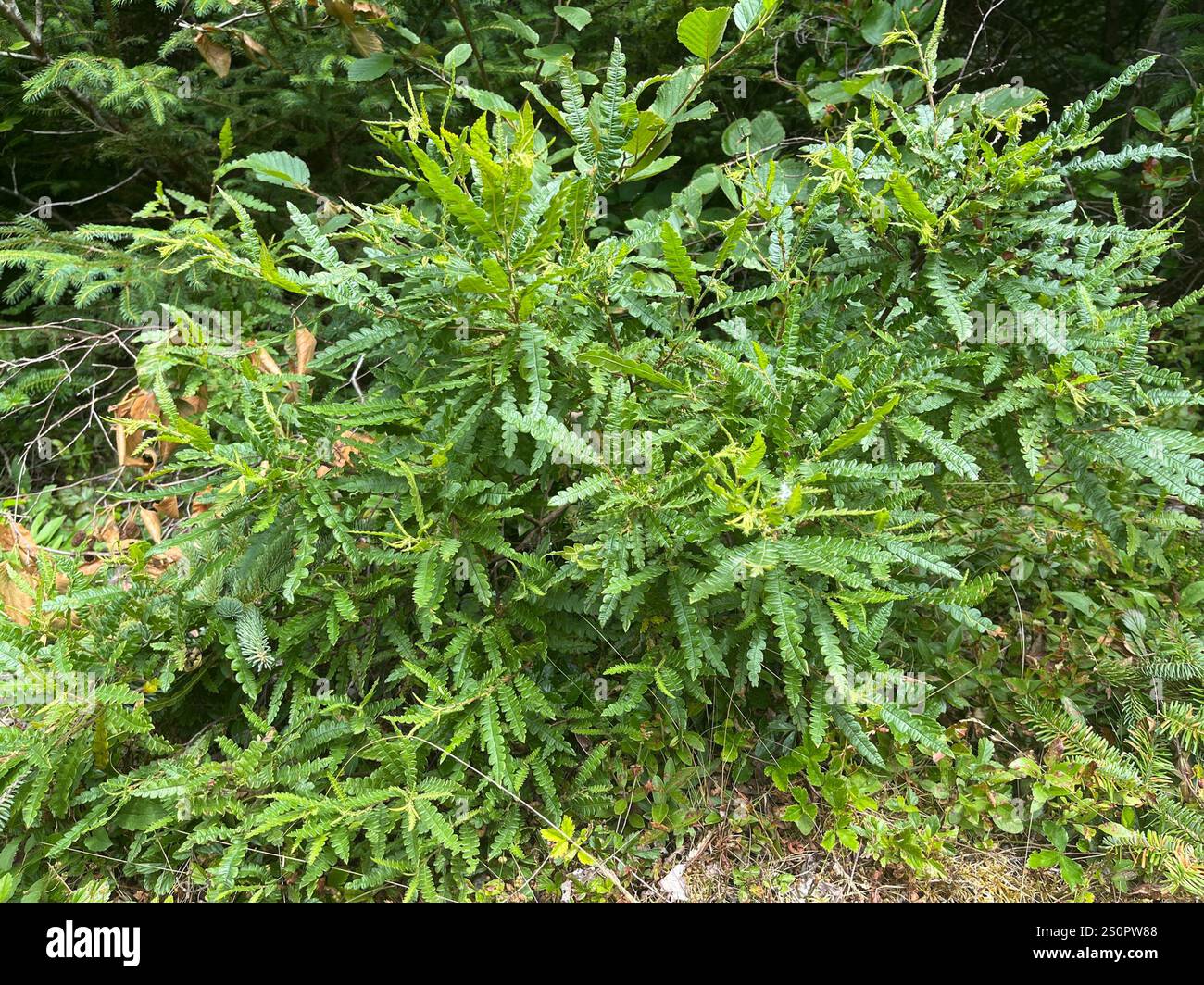 Sweetfern (comptonia peregrina) hi-res stock photography and images - Alamy