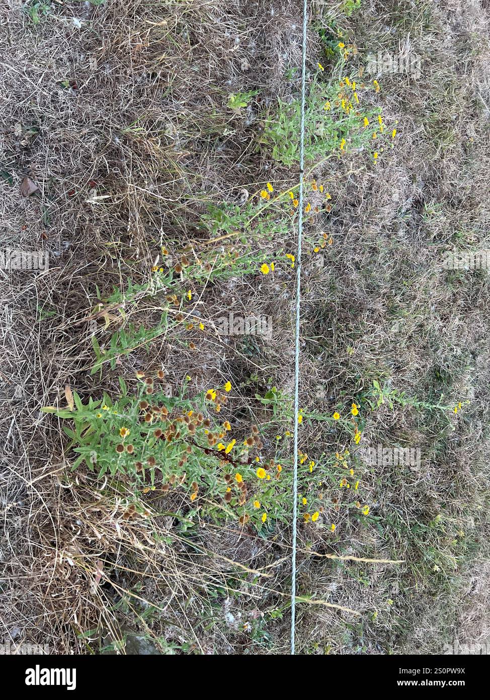 Common Fleabane (Pulicaria dysenterica Stock Photo - Alamy