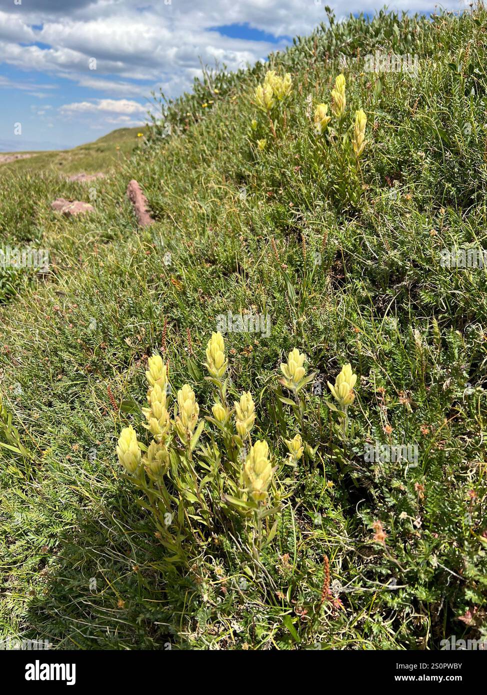 Western Indian Paintbrush (Castilleja occidentalis Stock Photo - Alamy