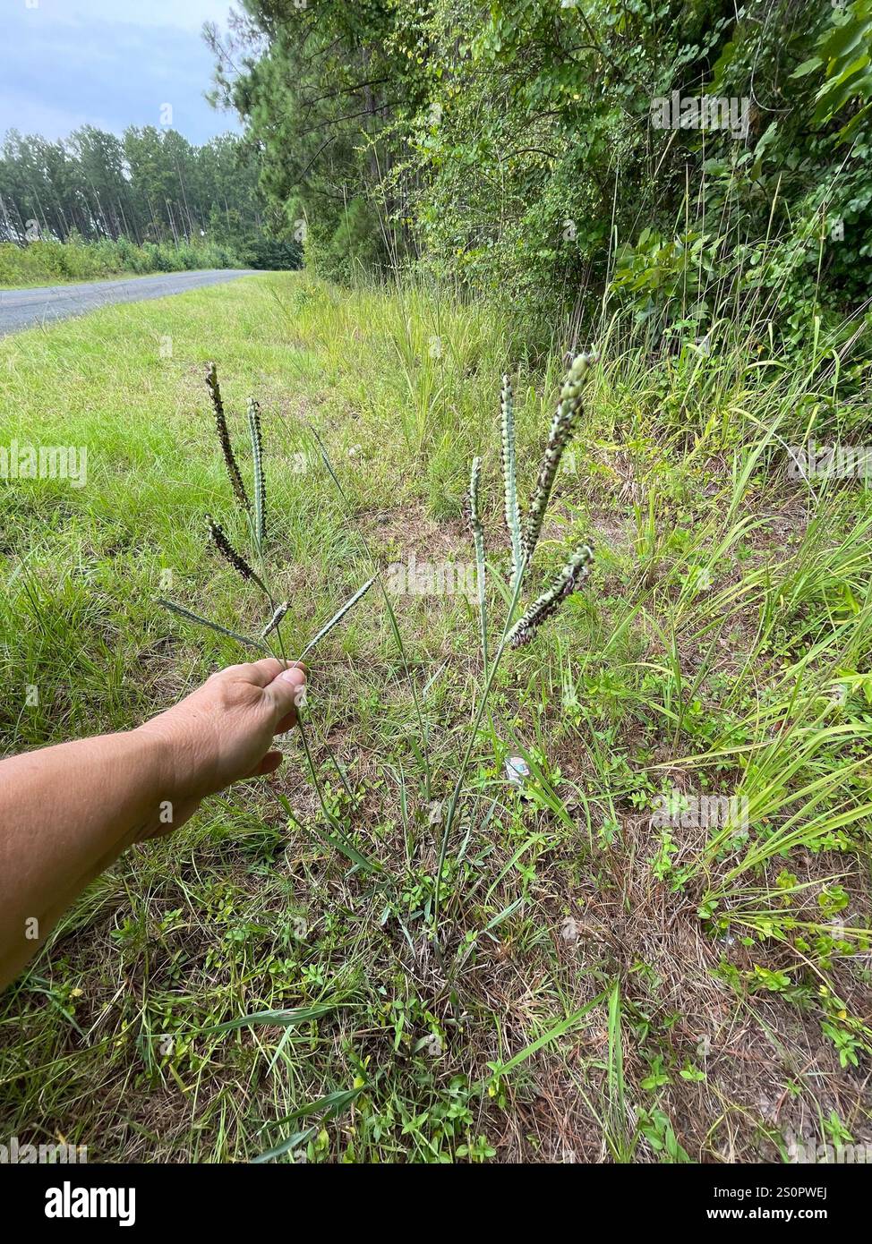 Florida paspalum (Paspalum floridanum Stock Photo - Alamy